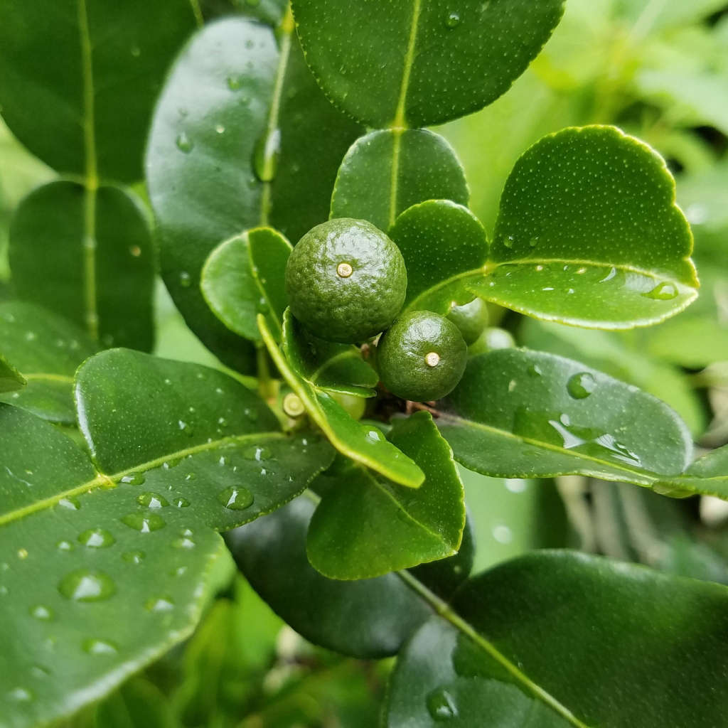 Gardening 101: Thai Lime Trees - Gardenista