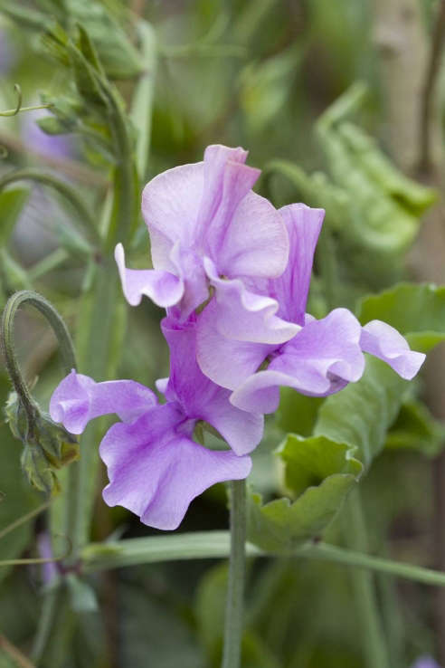 Gardening 101: Sweetpeas - Gardenista