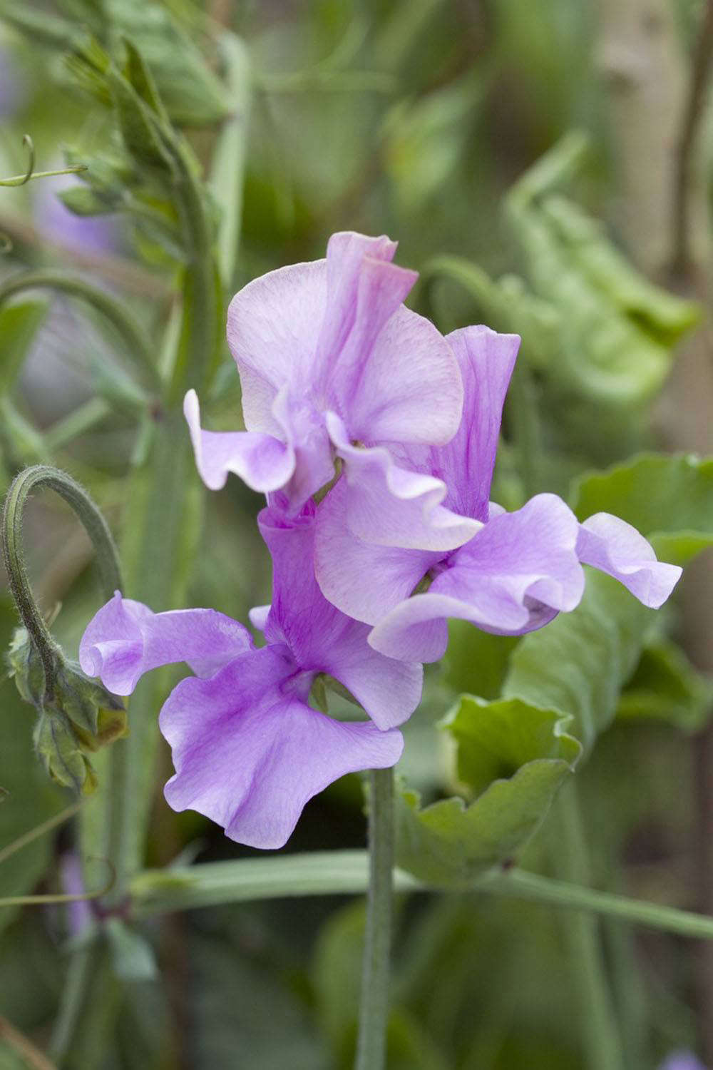 Gardening 101: Sweetpeas - Gardenista
