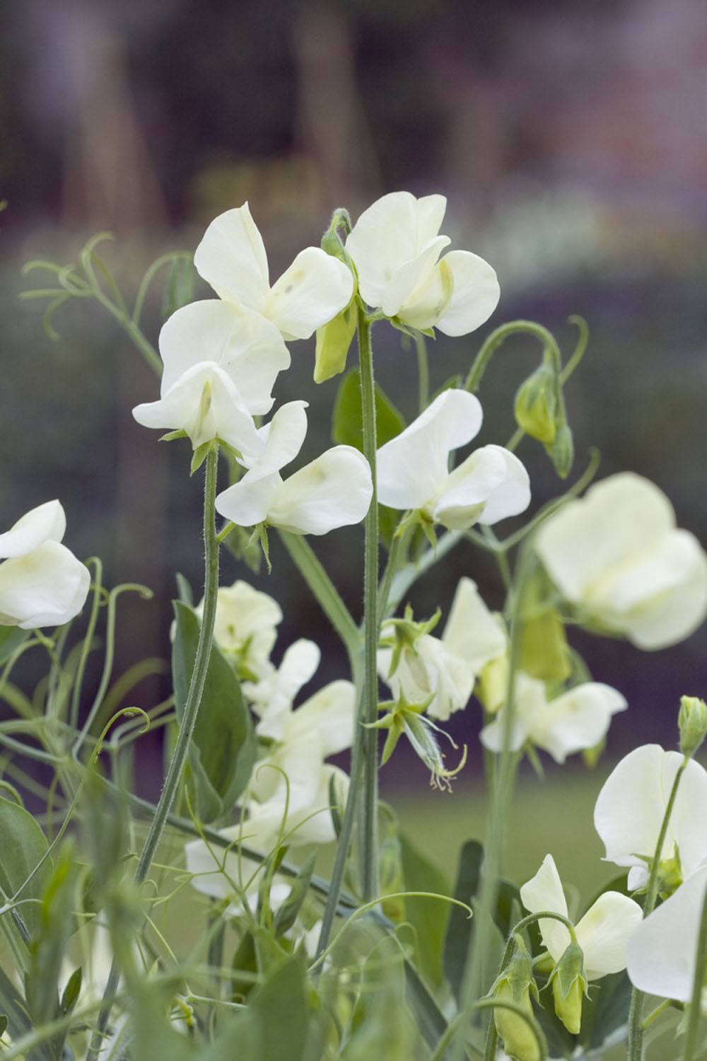 Gardening 101: Sweetpeas - Gardenista
