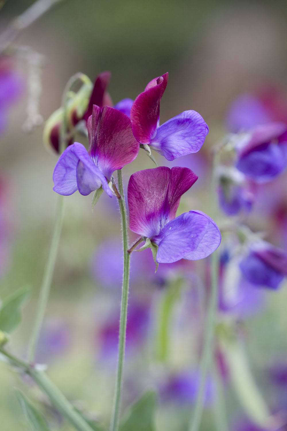 Gardening 101: Sweetpeas - Gardenista