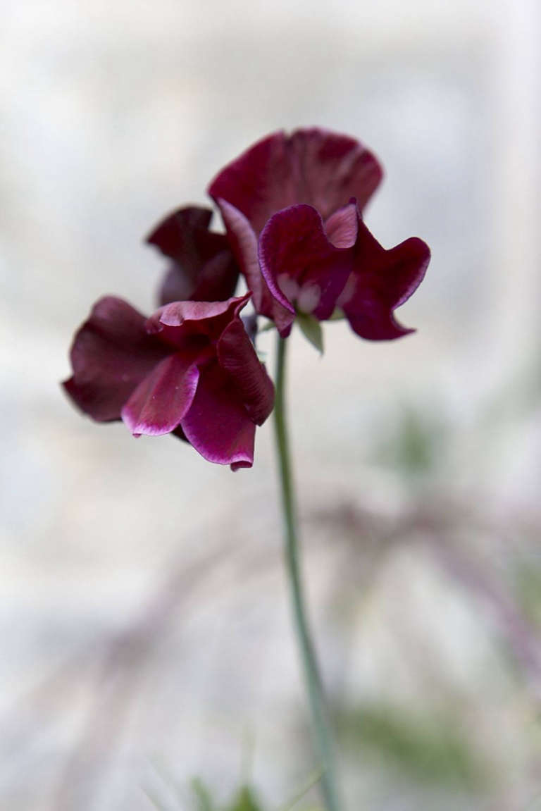 Gardening 101: Sweetpeas - Gardenista
