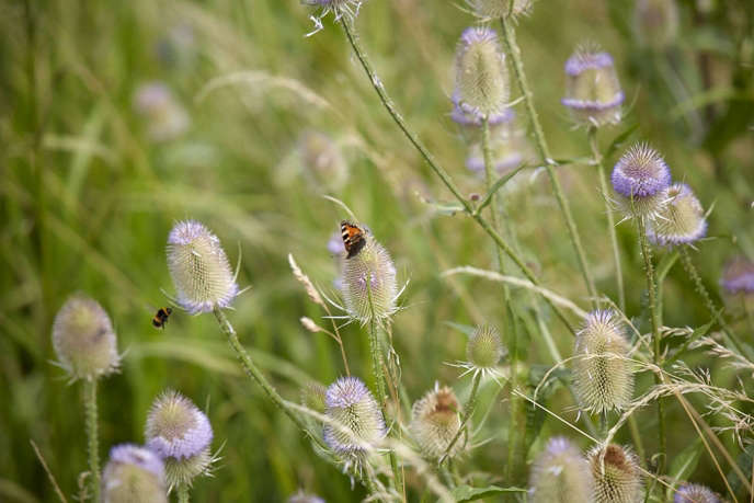 Gardening 101: Teasel - Gardenista