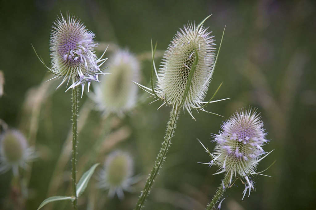 Gardening 101: Teasel - Gardenista