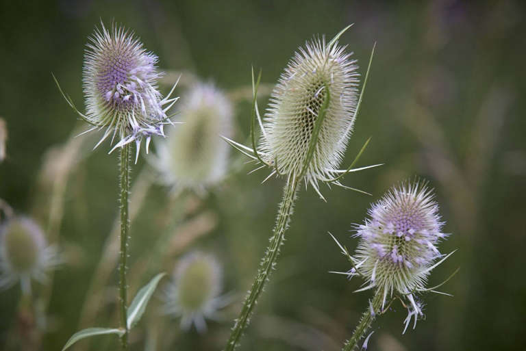 Gardening 101: Teasel - Gardenista