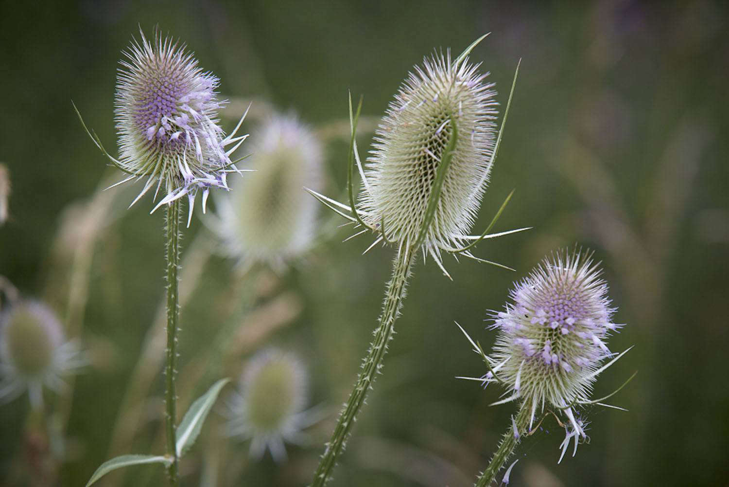 Gardening 101: Teasel - Gardenista