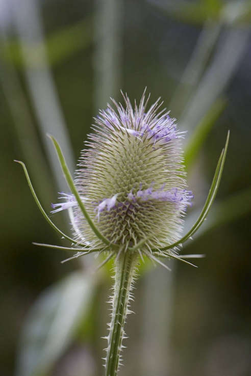 Gardening 101: Teasel - Gardenista