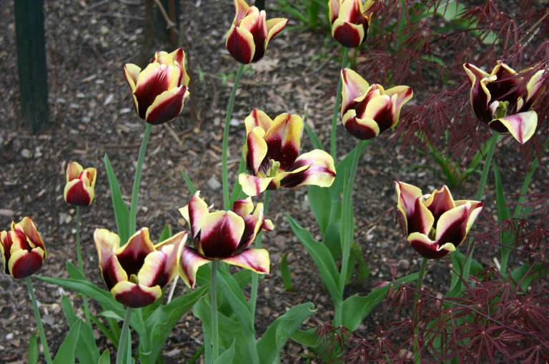 Fall Bulbs 2017: 9 Best Tulips to Order Now - Gardenista