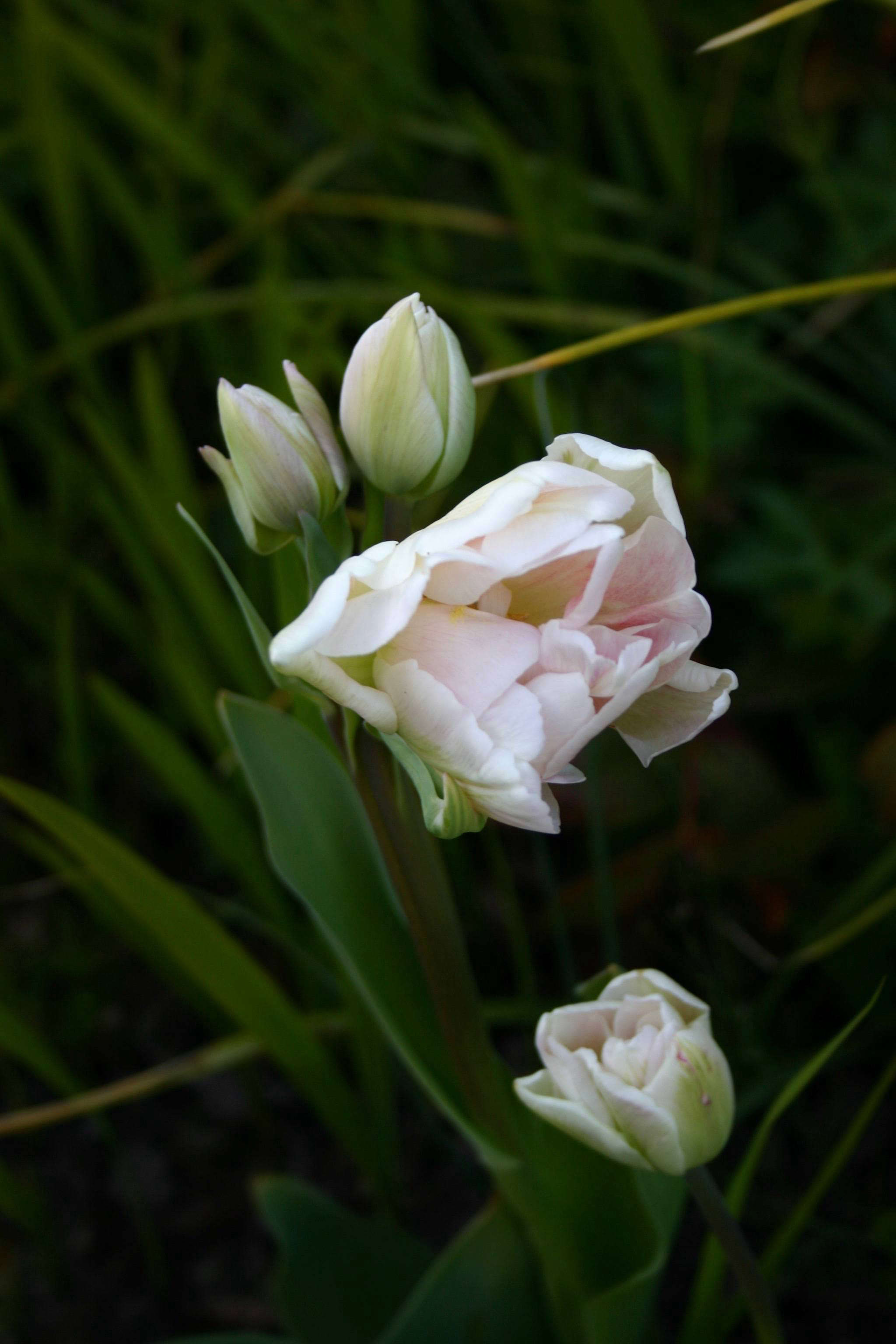 Fall Bulbs 2017: 9 Best Tulips to Order Now - Gardenista