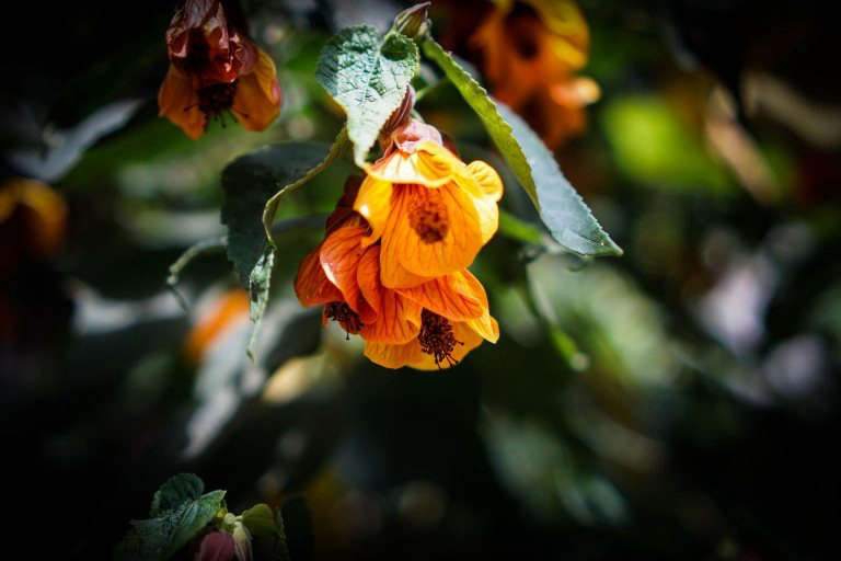 Gardening 101: Abutilons - Gardenista