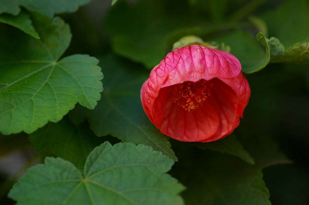 Gardening 101: Abutilons - Gardenista