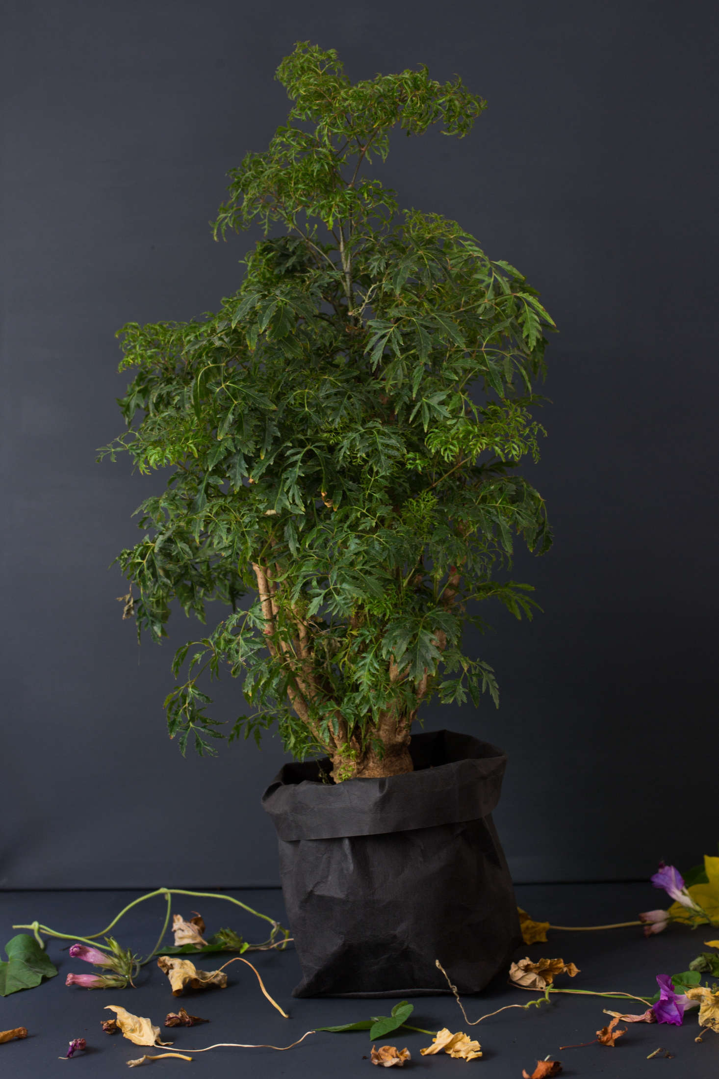 Dressed to Kill: 7 Haunted Houseplants for Halloween - Gardenista
