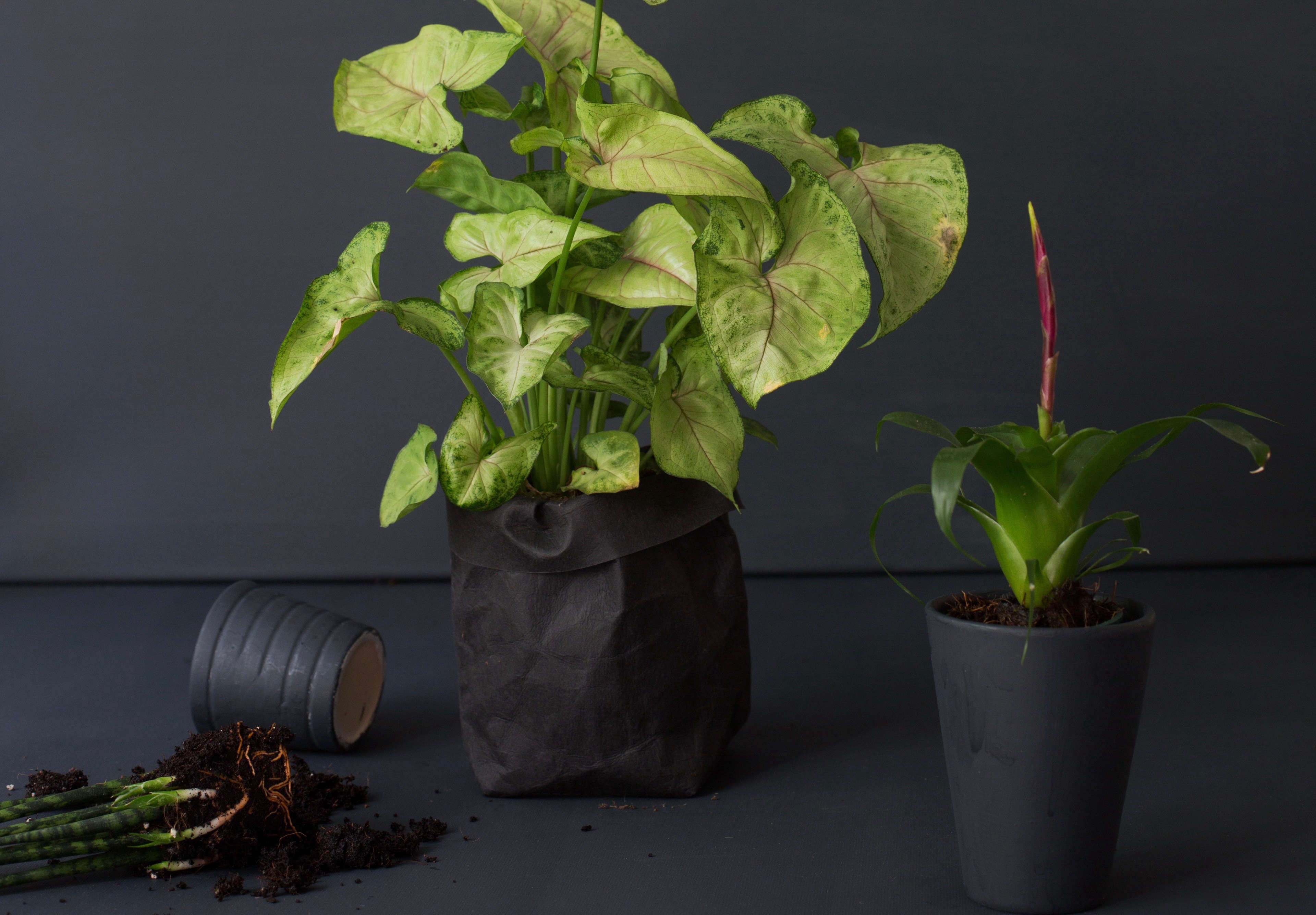 Dressed to Kill: 7 Haunted Houseplants for Halloween - Gardenista