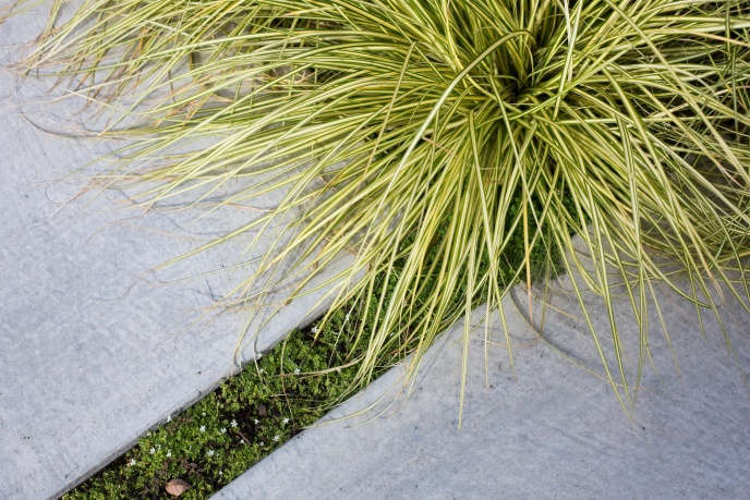 Hardscaping 101: Ground Covers to Plant Between Pavers - Gardenista