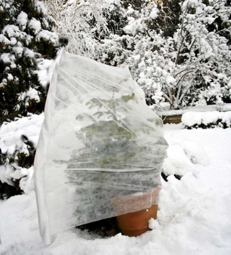 Garden Hacks: 10 Genius Ideas to Keep Plants Warm in Winter - Gardenista