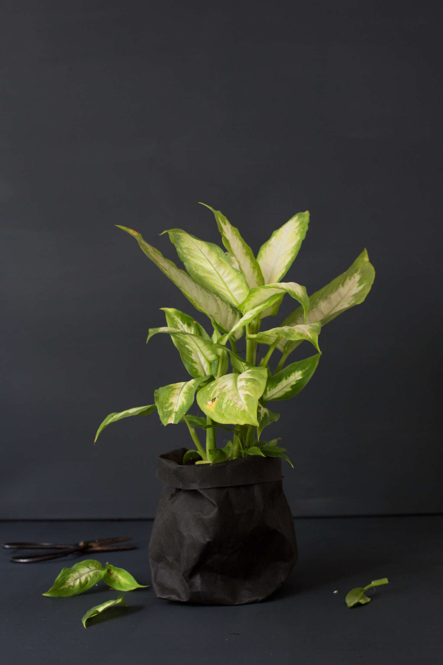 Dressed to Kill: 7 Haunted Houseplants for Halloween - Gardenista
