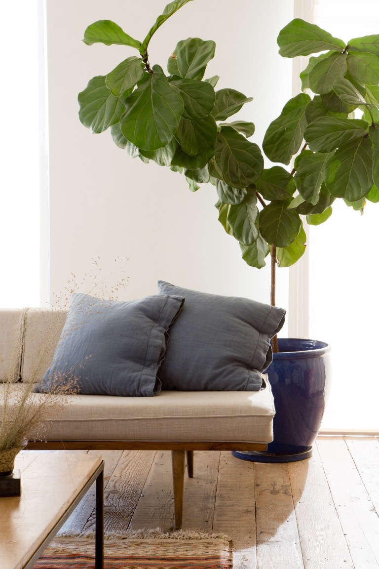 Lessons Learned: The Two Fatal Mistakes I Made with My Fiddle Leaf Fig ...