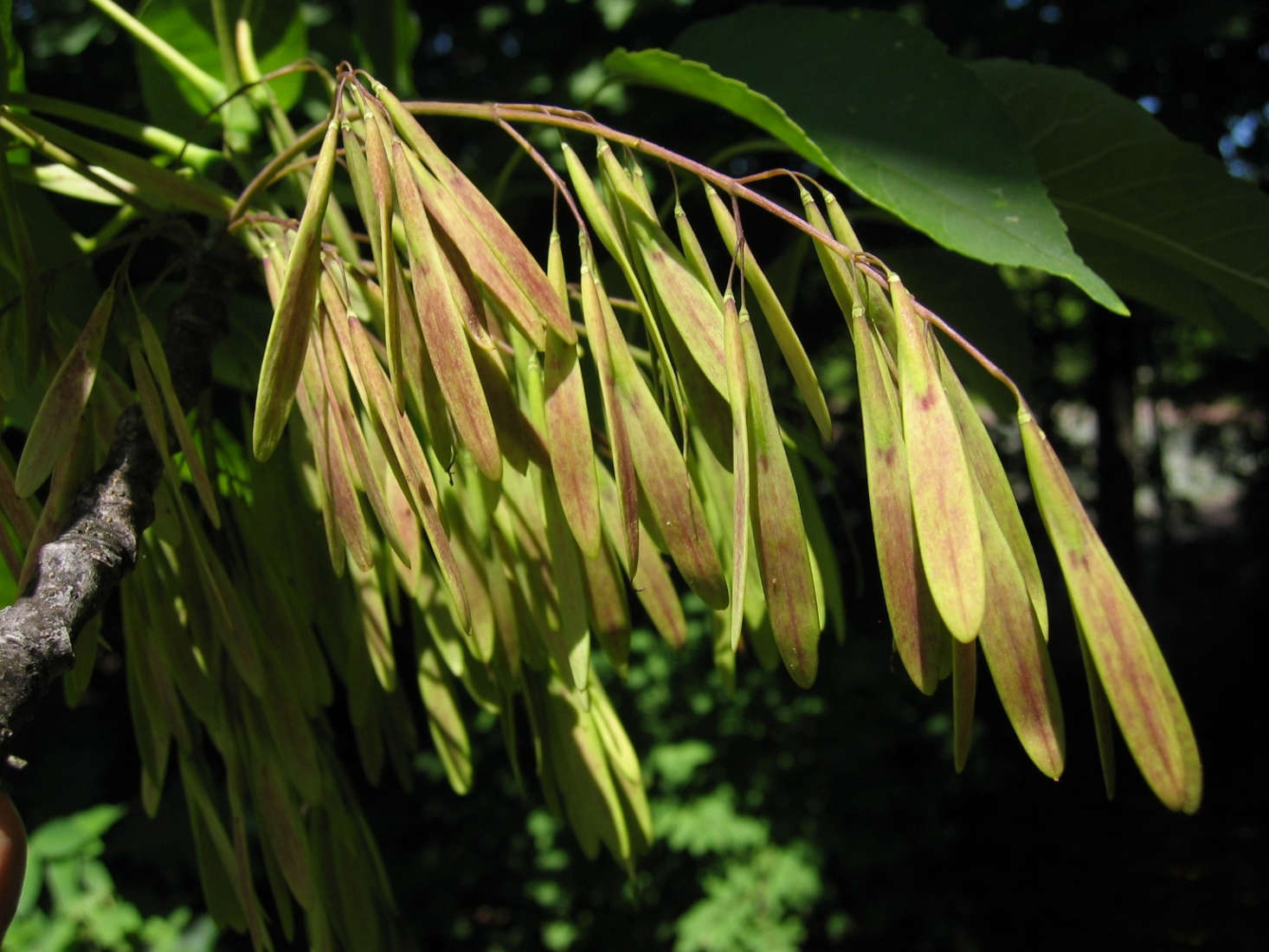 Gardening 101: White Ash Tree - Gardenista