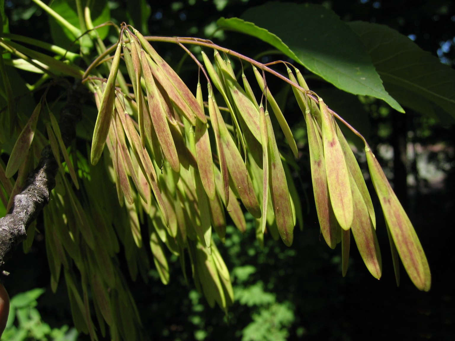 Gardening 101: White Ash Tree - Gardenista