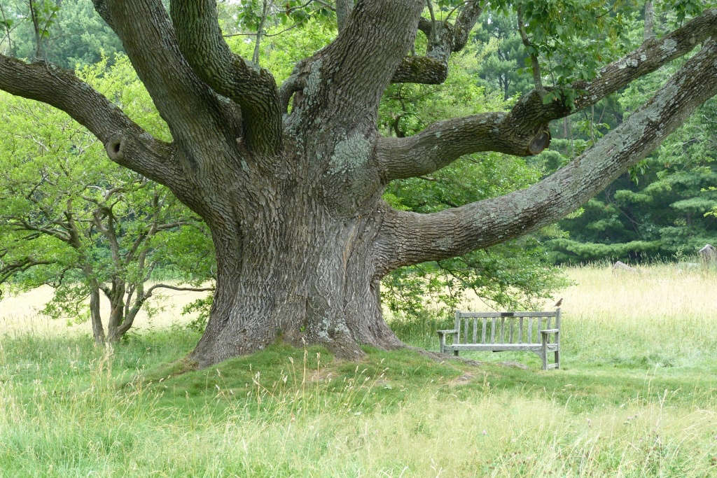 Gardening 101: White Ash Tree - Gardenista