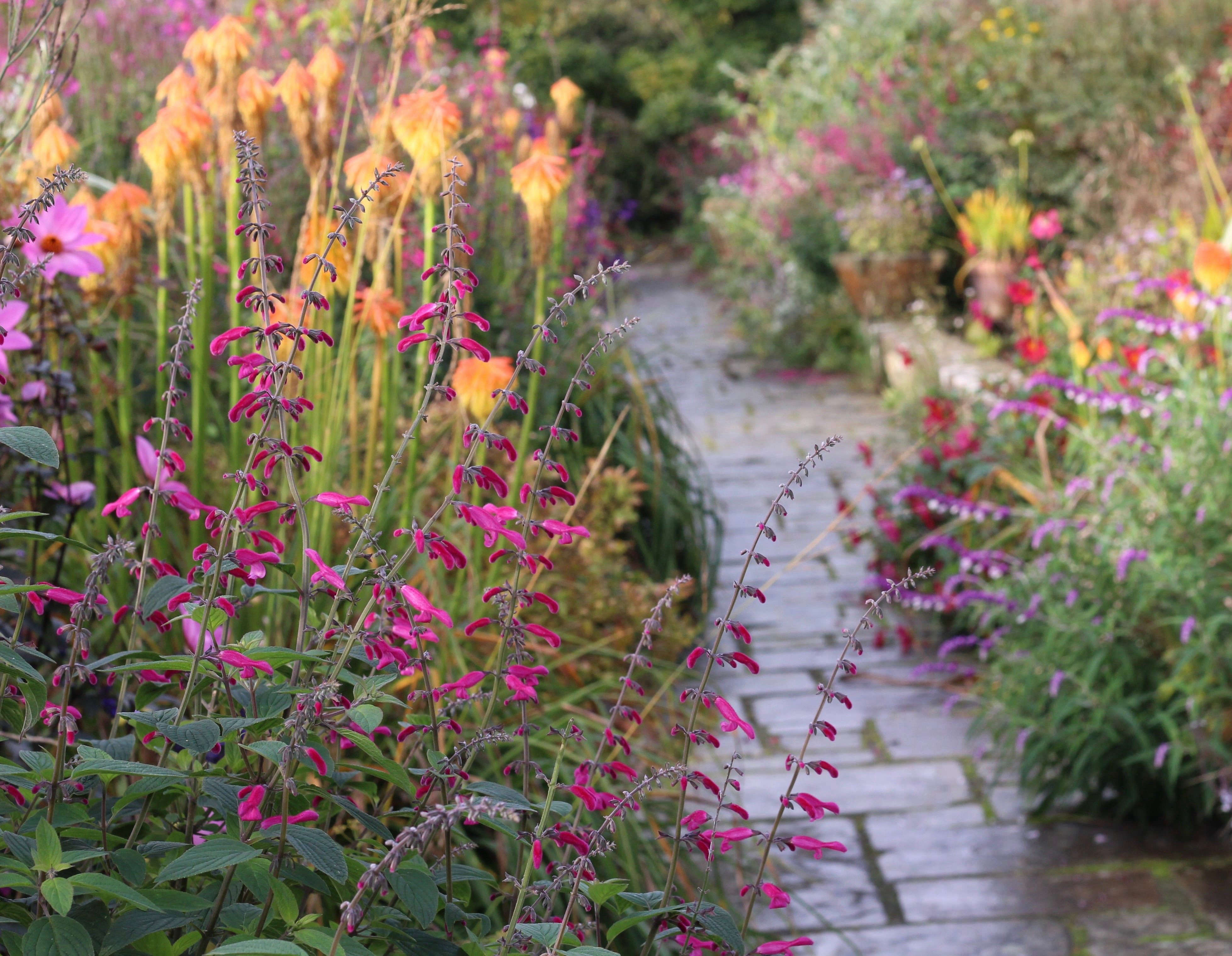 Salvias: Late-Season Saviors in the Garden - Gardenista