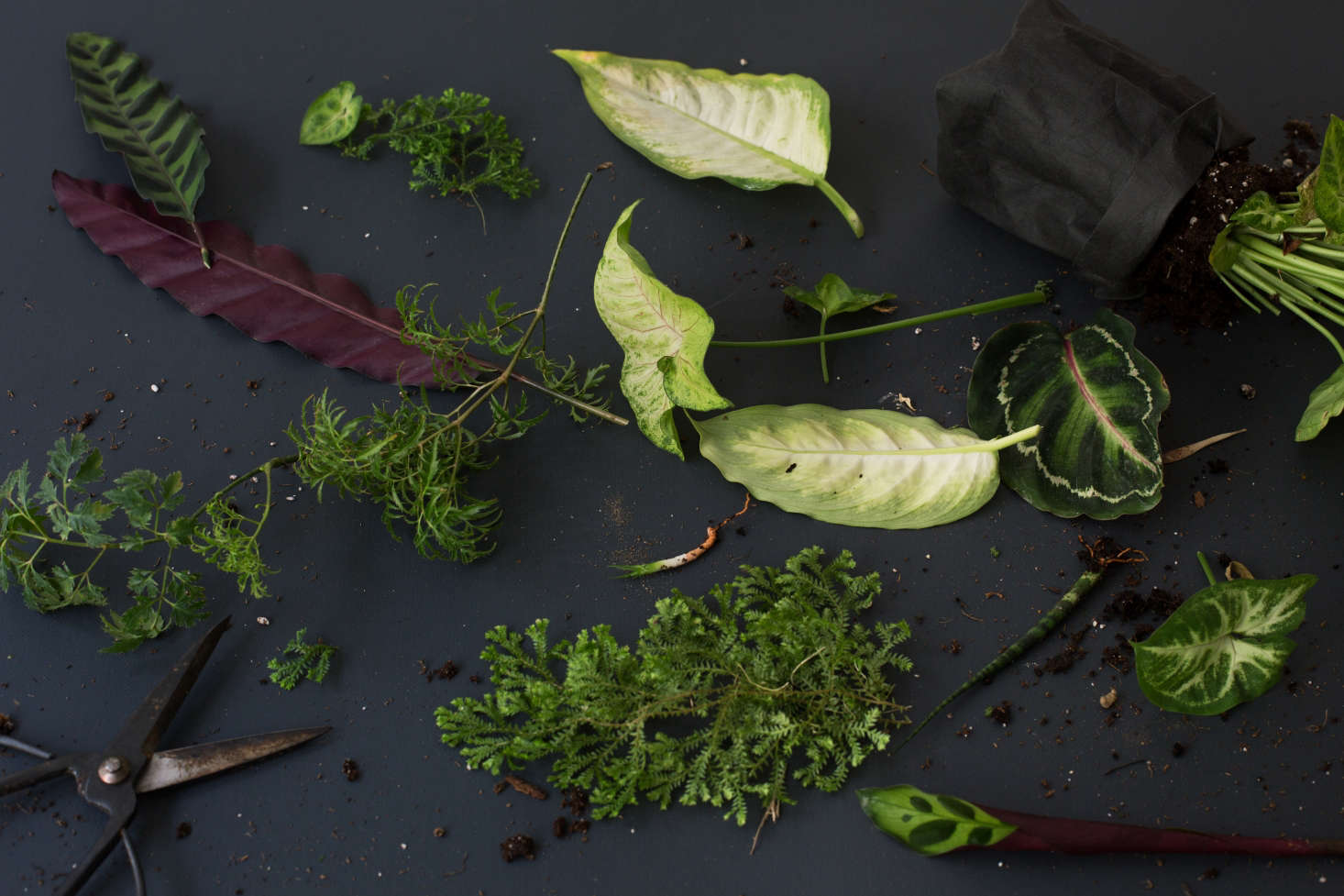 Dressed to Kill: 7 Haunted Houseplants for Halloween - Gardenista