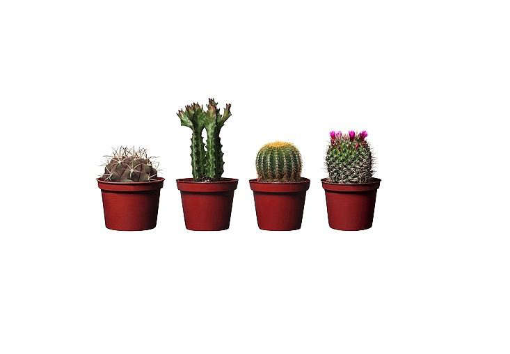 An Insider's Guide to Getting First Dibs on the Best Ikea Houseplants ...