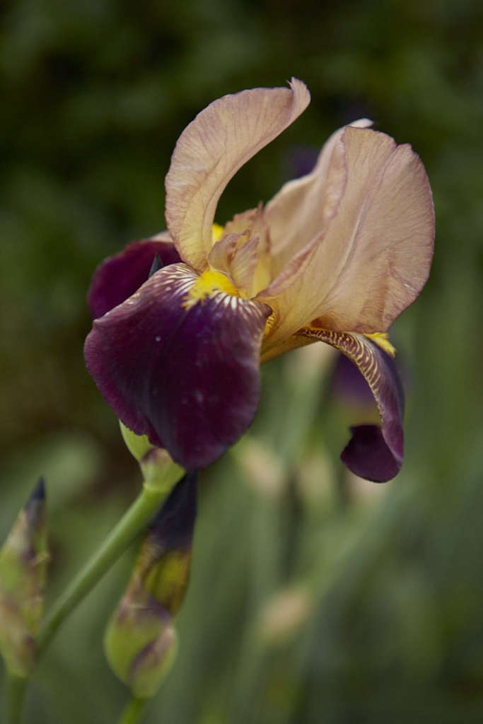Calling All Gardeners: A Quest to Save Rare Irises - Gardenista