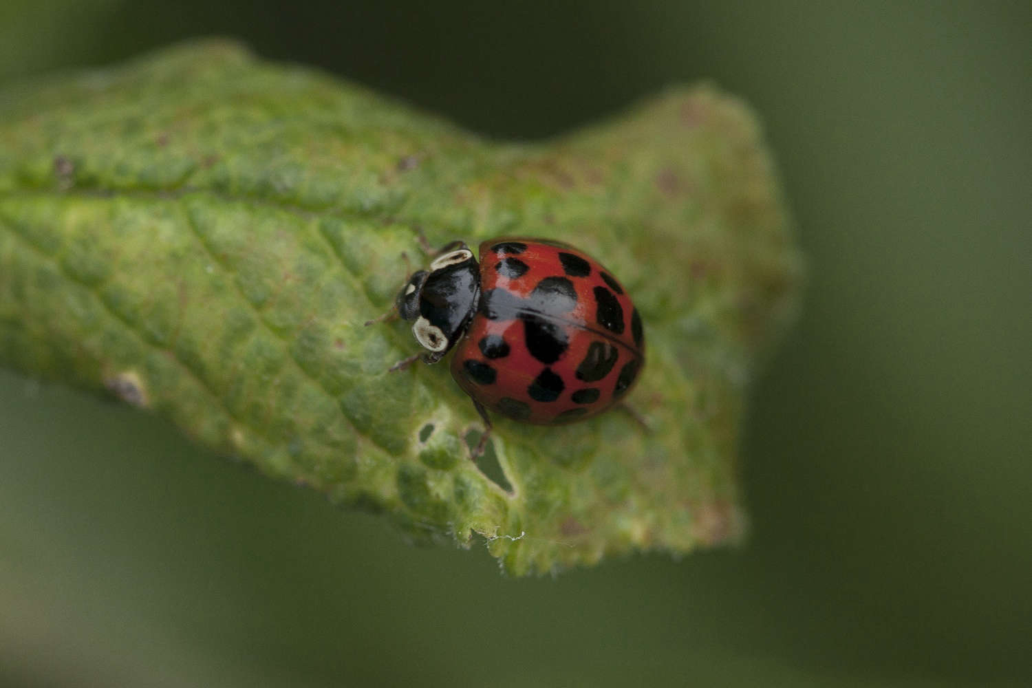 Your Garden's Best Friend: The Life and Times of a Ladybug - Gardenista