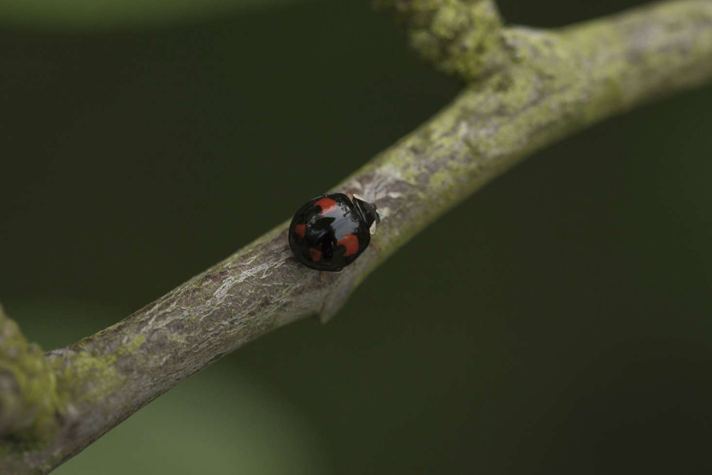 Your Garden's Best Friend: The Life and Times of a Ladybug - Gardenista