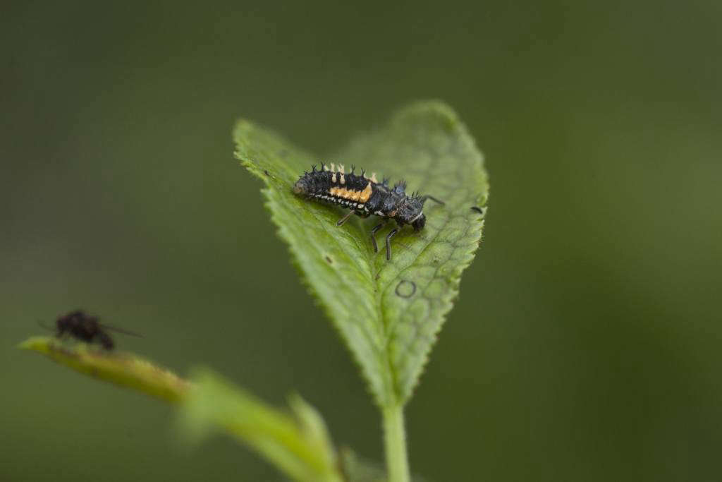Your Garden's Best Friend: The Life and Times of a Ladybug - Gardenista