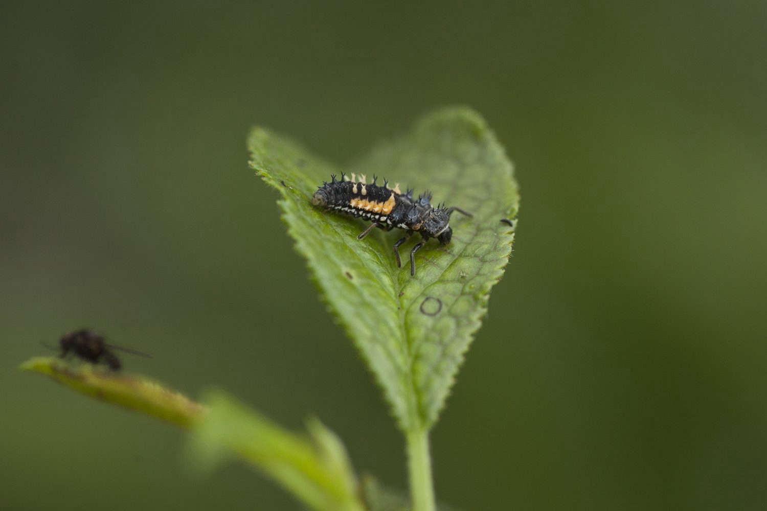 Your Garden's Best Friend: The Life and Times of a Ladybug - Gardenista