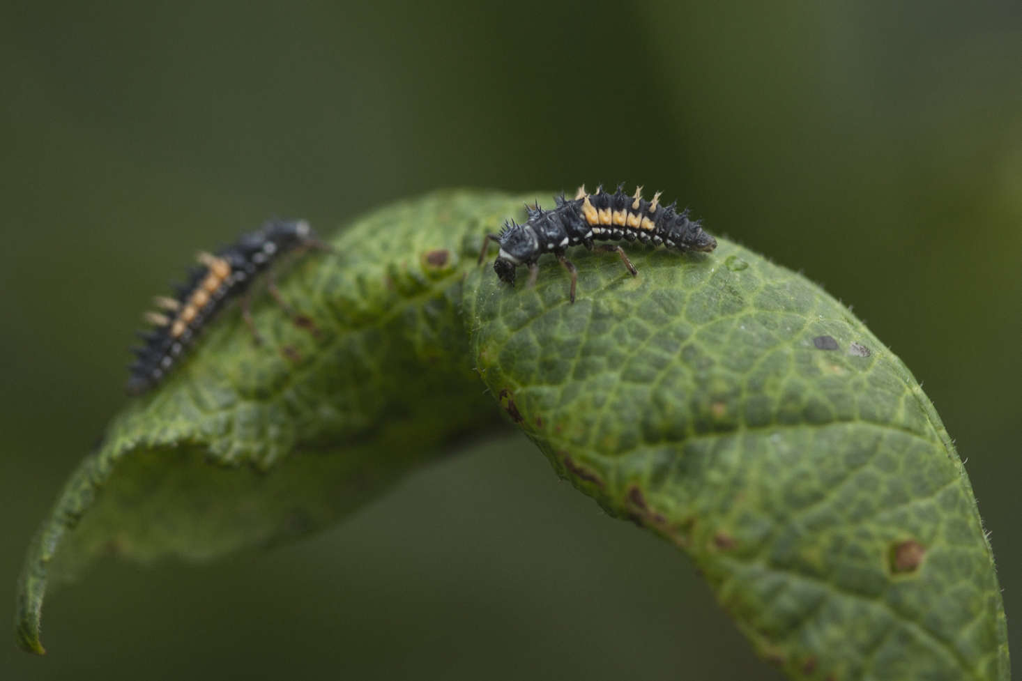 Your Garden's Best Friend: The Life and Times of a Ladybug - Gardenista