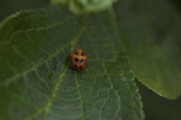 Your Garden's Best Friend: The Life and Times of a Ladybug - Gardenista