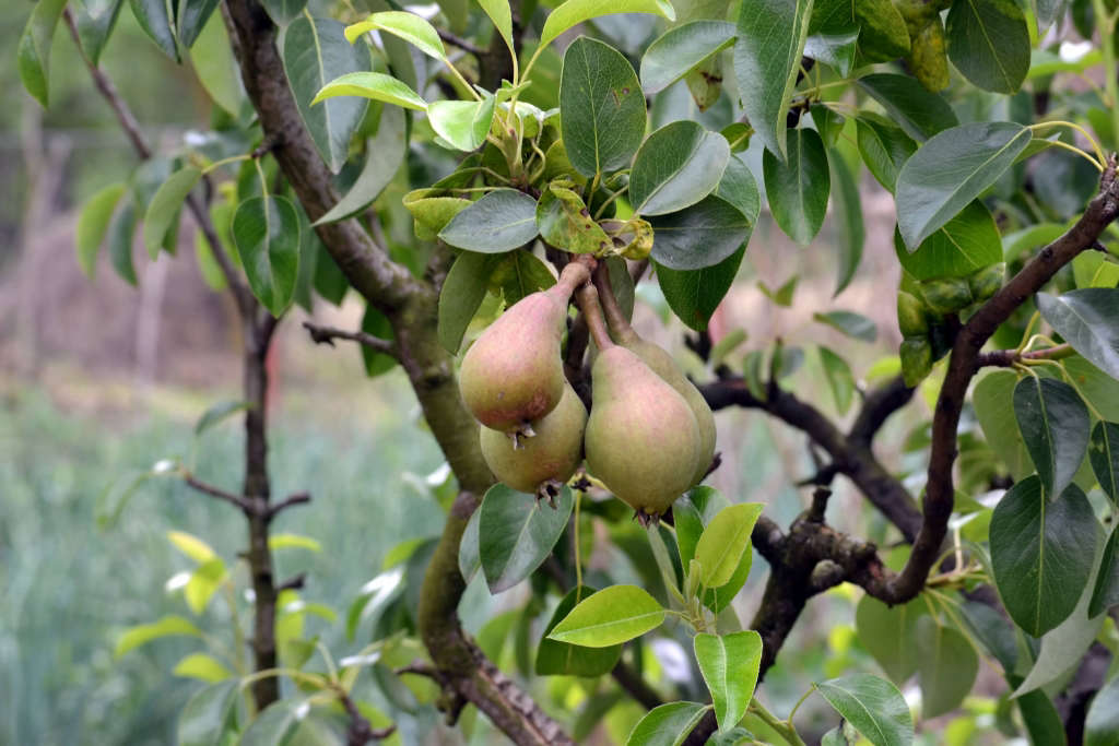 10 Garden Ideas to Steal from Transylvania, for Halloween and Beyond ...