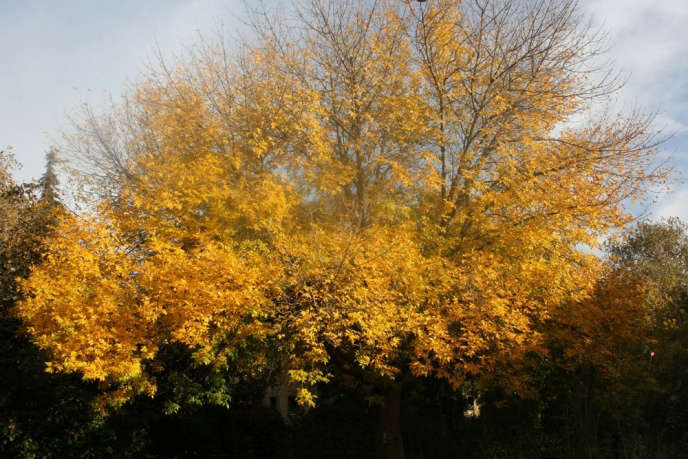 Gardening 101: White Ash Tree - Gardenista