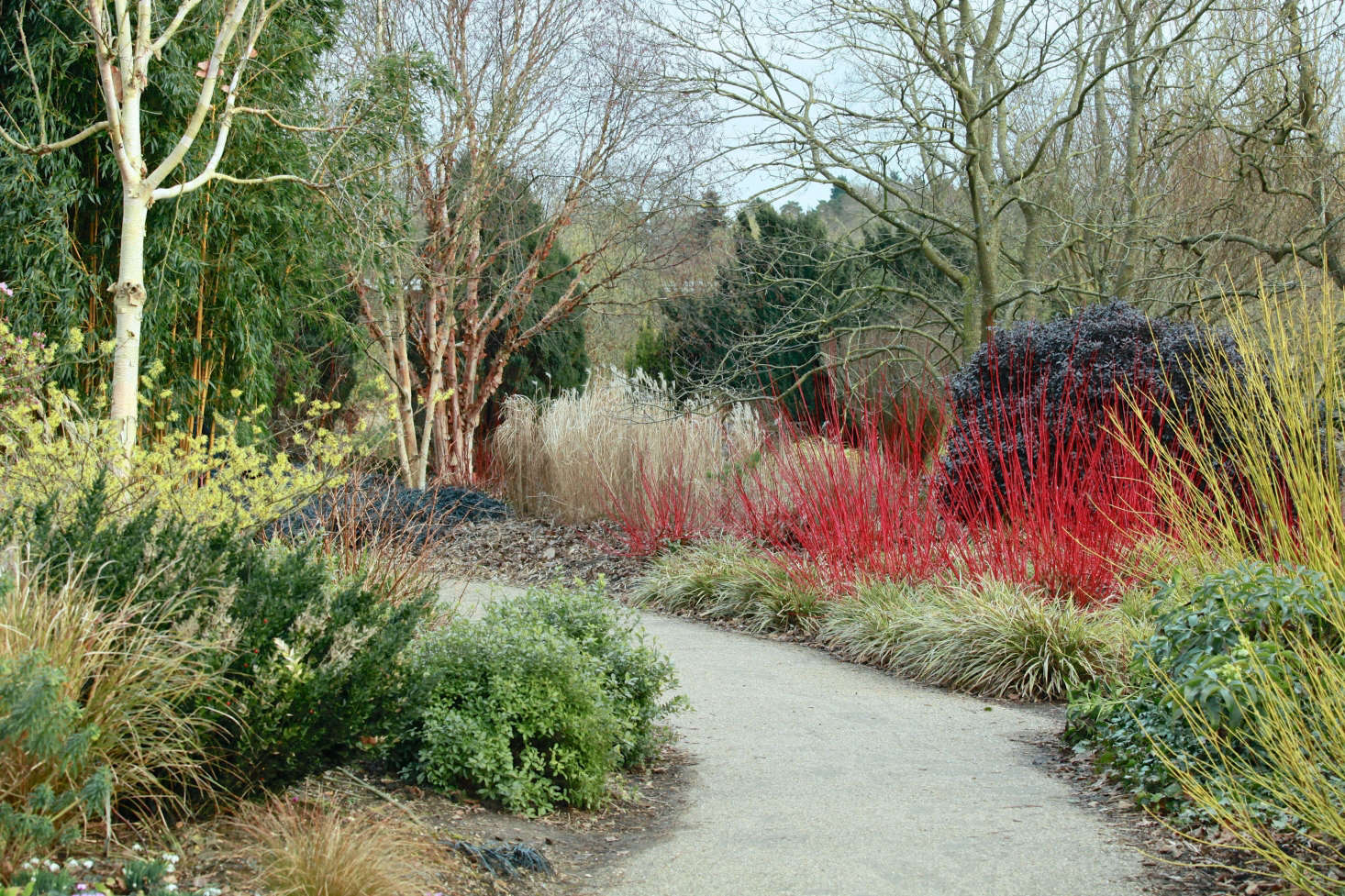 Required Reading: The Dramatic Colors of Winter Gardens - Gardenista
