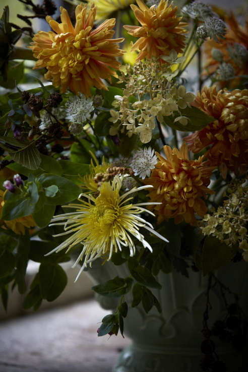 Gardening 101: Chrysanthemums - Gardenista