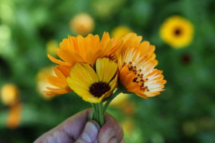 Gardening 101: Calendula - Gardenista