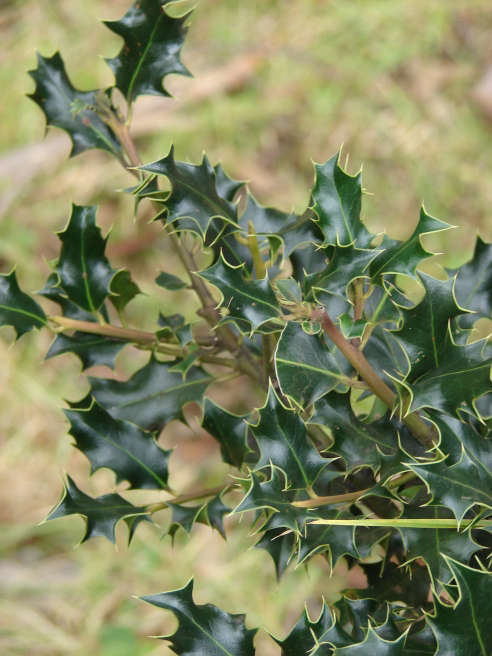 Deck the Halls: 5 Best Holly Trees for a Garden (and Garlands) - Gardenista