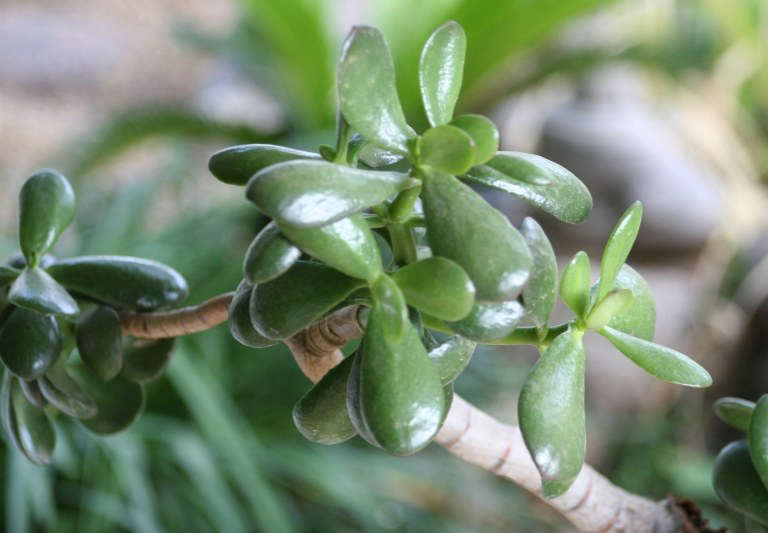 Jeanne Rostaing, Author at Gardenista