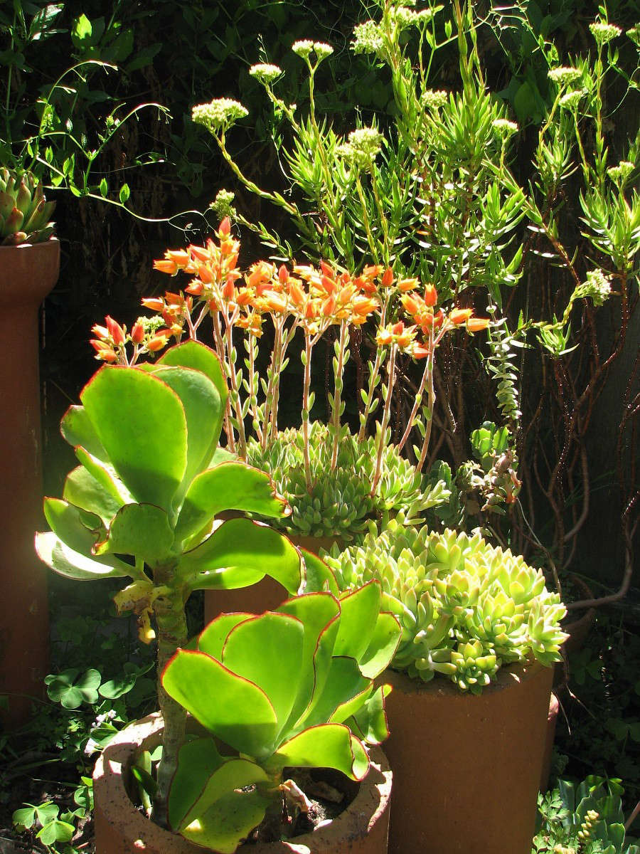 Gardening 101: Crassulas - Gardenista
