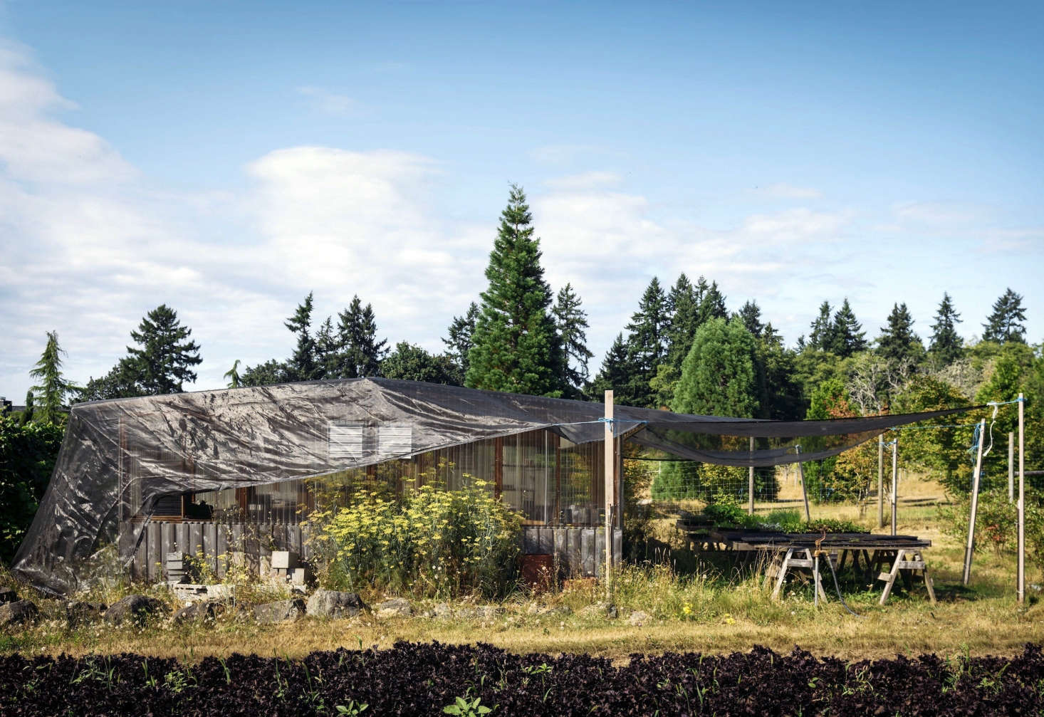 Old Chaser Farm: A Seattle Chef's Garden on Vashon Island, Washington ...
