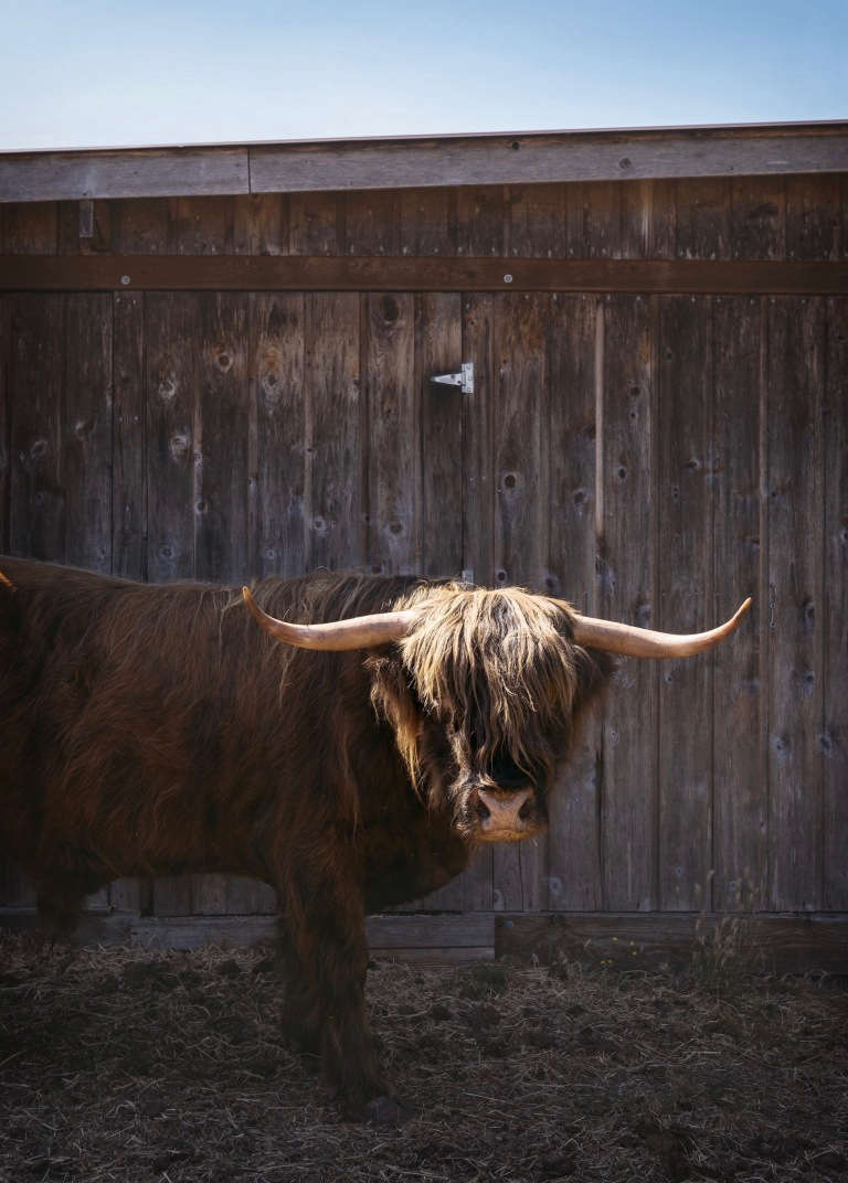 Old Chaser Farm: A Seattle Chef's Garden on Vashon Island, Washington ...