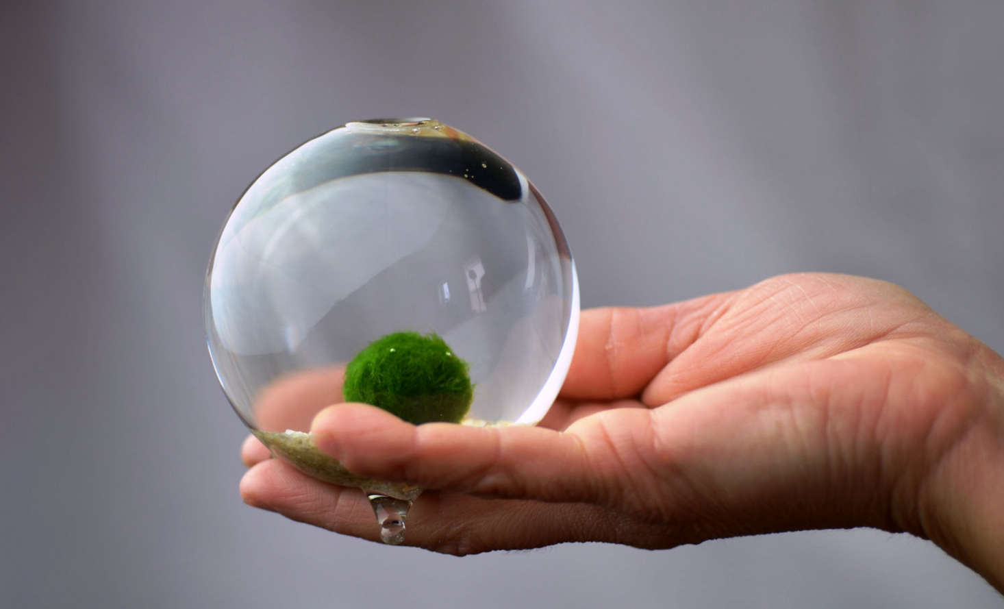 Gardening 101: Marimo Moss Balls - Gardenista