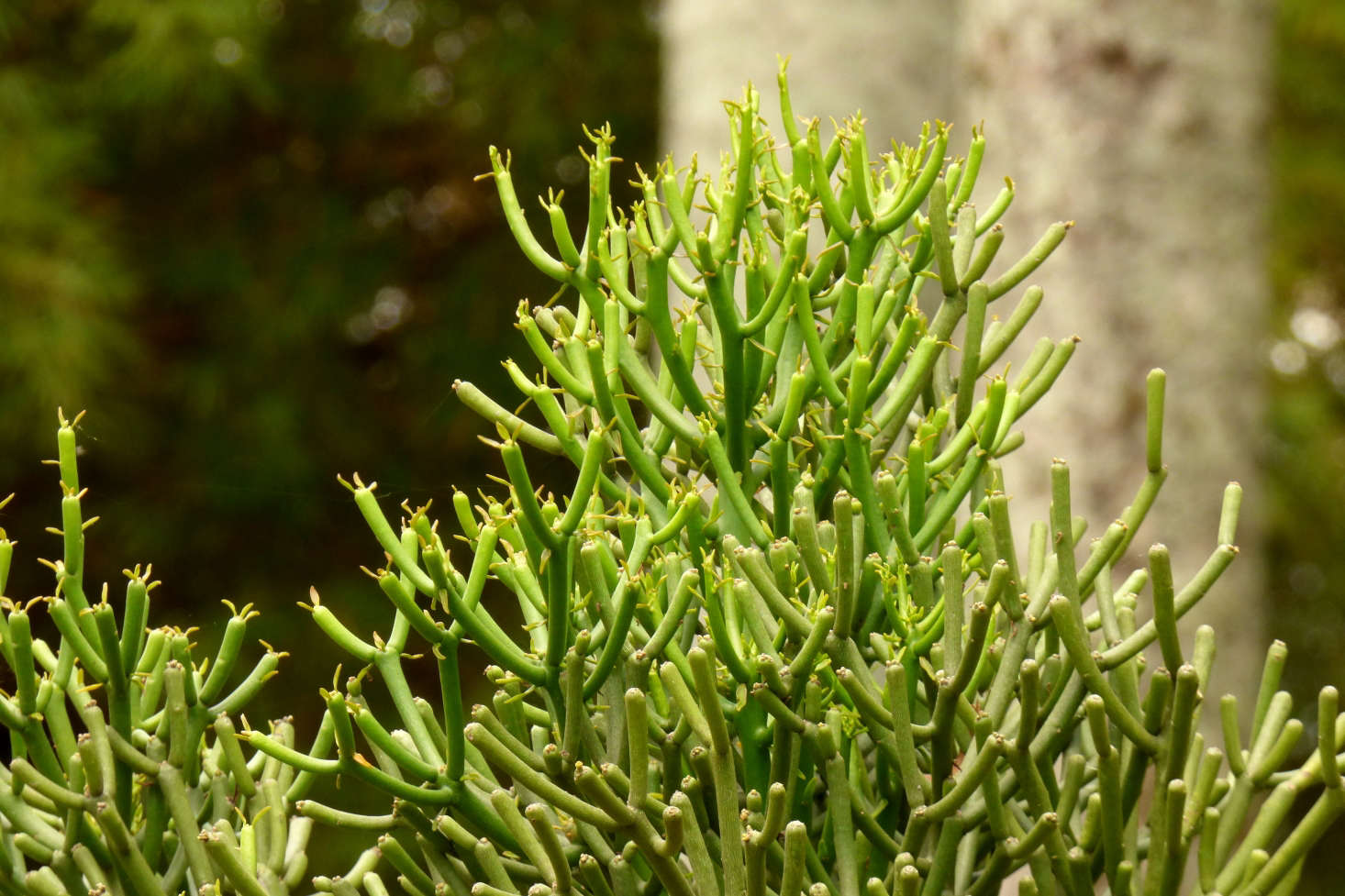 Gardening 101: Pencil Cactus - Gardenista