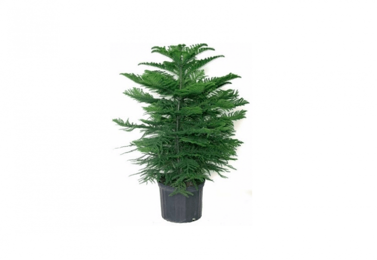 10 Easy Pieces: Tabletop Live Christmas Trees - Gardenista