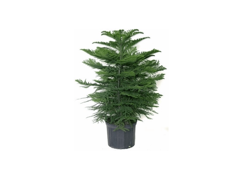 10 Easy Pieces: Tabletop Live Christmas Trees - Gardenista