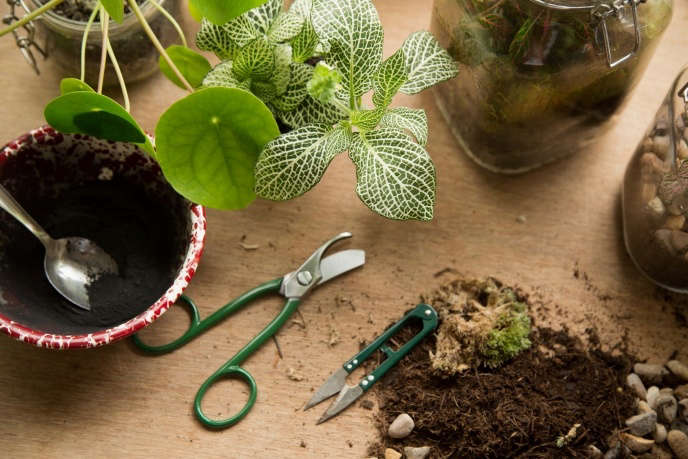 When Terrariums Go Bad: 6 Tips for Troubleshooting (Mold? Yecch ...
