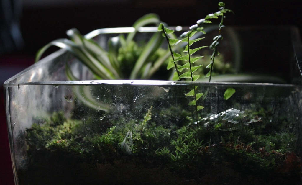 When Terrariums Go Bad: 6 Tips for Troubleshooting (Mold? Yecch ...